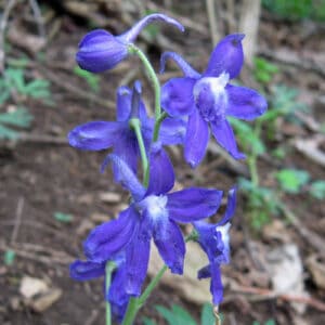 13 Native Flowers for Pennsylvania (Top Species) - Pond Informer