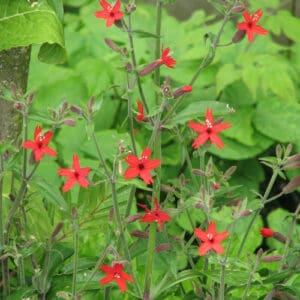 13 Native Flowers for Pennsylvania (Top Species) - Pond Informer