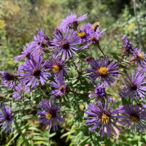 13 Native Flowers for Pennsylvania (Top Species) - Pond Informer
