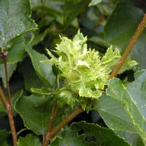 11 Native Shrubs for New York Gardens - Pond Informer