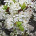 11 Native Shrubs for New York Gardens - Pond Informer