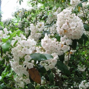 11 Native Shrubs for New York Gardens - Pond Informer