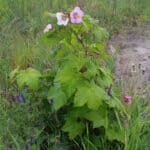 11 Native Shrubs for New York Gardens - Pond Informer