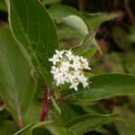 11 Native Shrubs for New York Gardens - Pond Informer