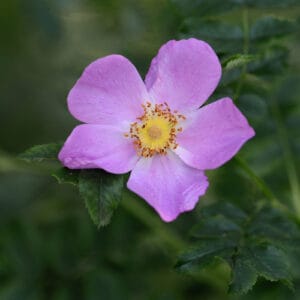 11 Native Shrubs for New York Gardens - Pond Informer