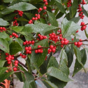 11 Native Shrubs for New York Gardens - Pond Informer