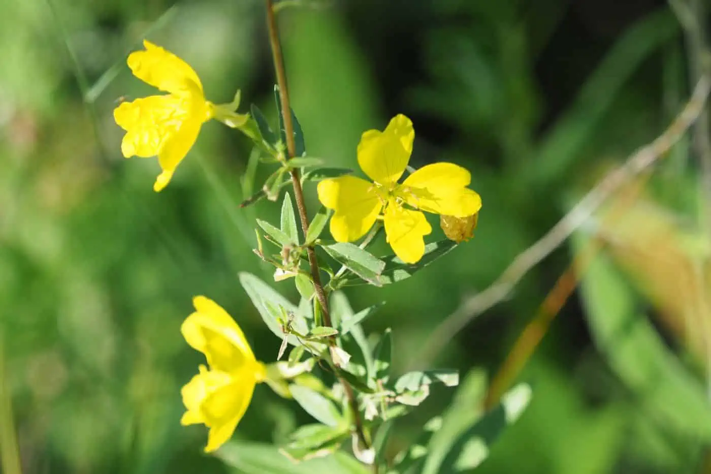 13 Native Flowers for Pennsylvania (Top Species) - Pond Informer