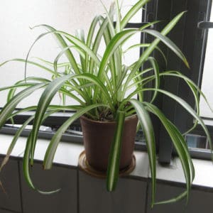 9 Plants That Love Tea & Tea Leaves (Top Species) - Pond Informer