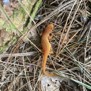 List of Salamander Species in Indiana (ID + Pics) - Pond Informer