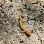 List of Salamander Species in Indiana (ID + Pics) - Pond Informer