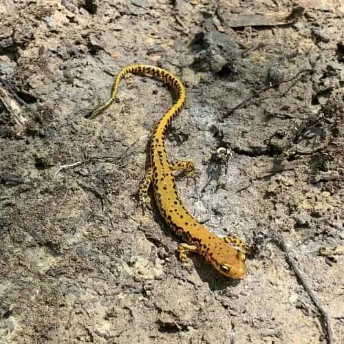 List of Salamander Species in Indiana (ID + Pics) - Pond Informer