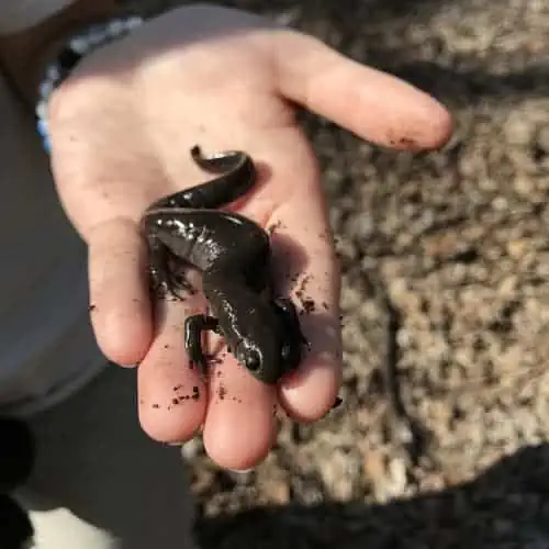 List of Salamander Species in Indiana (ID + Pics) - Pond Informer