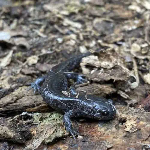 List of Salamander Species in Indiana (ID + Pics) - Pond Informer