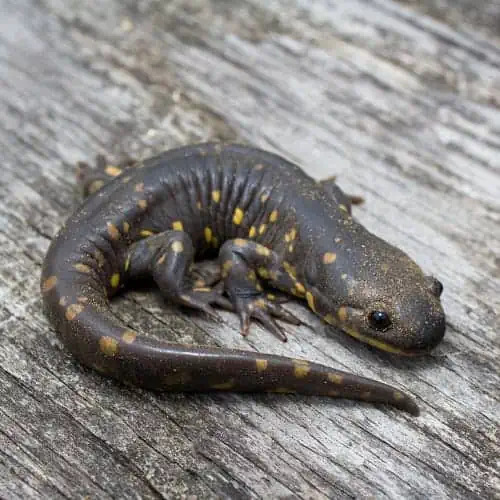 List of Salamander Species in Indiana (ID + Pics) - Pond Informer