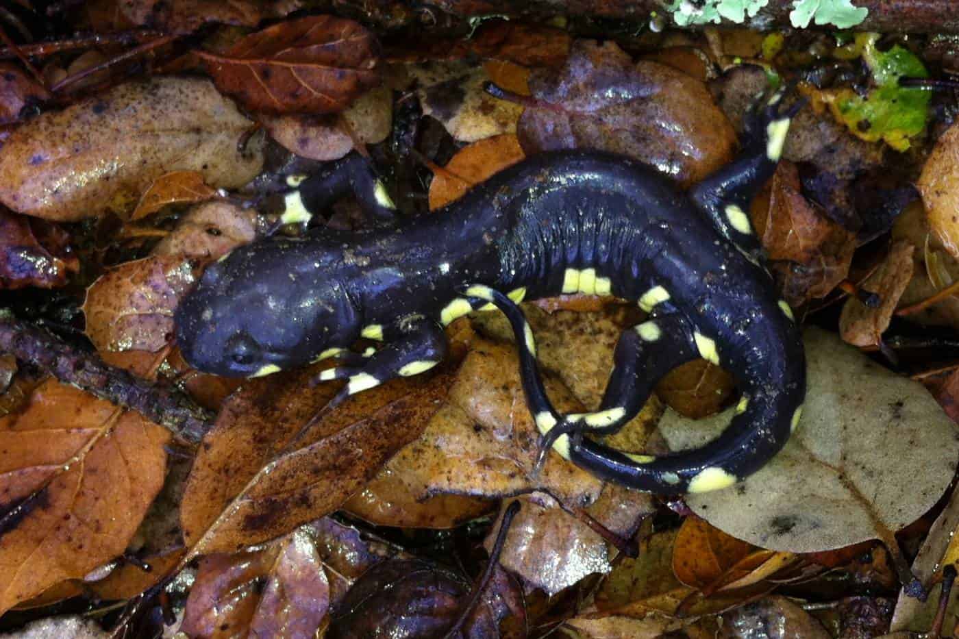 List of Salamander Species in Iowa (ID + Pics) - Pond Informer