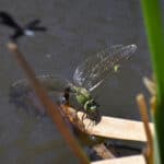 18 Types of Swamp Insects (Surprising Facts) - Pond Informer