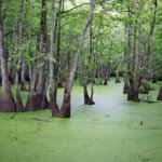 18 Types of Swamp Insects (Surprising Facts) - Pond Informer