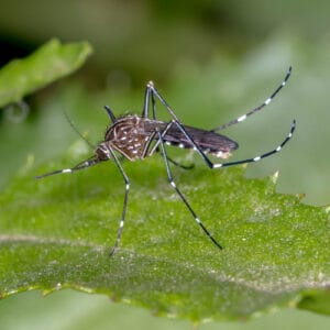 18 Types of Swamp Insects (Surprising Facts) - Pond Informer
