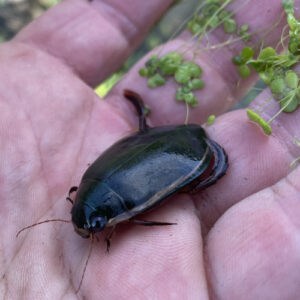 18 Types of Swamp Insects (Surprising Facts) - Pond Informer