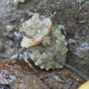 18 Types of Swamp Insects (Surprising Facts) - Pond Informer