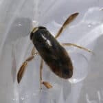 18 Types of Swamp Insects (Surprising Facts) - Pond Informer