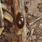 18 Types of Swamp Insects (Surprising Facts) - Pond Informer
