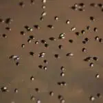 18 Types of Swamp Insects (Surprising Facts) - Pond Informer