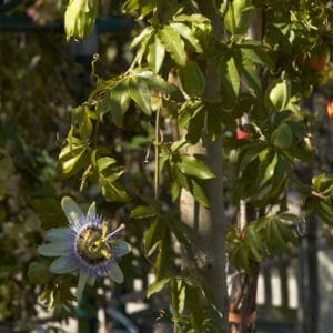 10 Best Vines for Walls and Fences (Top Climbers) - Pond Informer