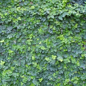 10 Best Vines for Walls and Fences (Top Climbers) - Pond Informer