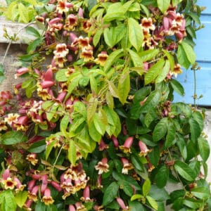 8 Vines for Wet Soil (Top Species) - Pond Informer