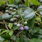 8 Vines for Wet Soil (Top Species) - Pond Informer