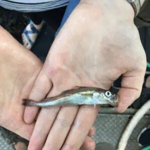 Types of Walleye Species (ID + Pics) - Pond Informer