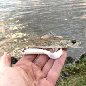 Types of Walleye Species (ID + Pics) - Pond Informer