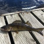 Types of Walleye Species (ID + Pics) - Pond Informer