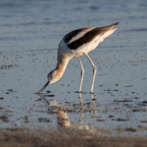 38 Must-See Water Birds in Texas (ID + Pics) - Pond Informer