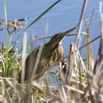 38 Must-See Water Birds in Texas (ID + Pics) - Pond Informer