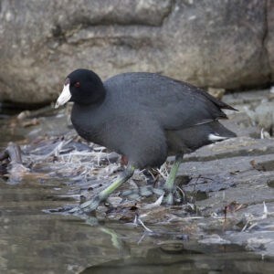 38 Must-See Water Birds in Texas (ID + Pics) - Pond Informer