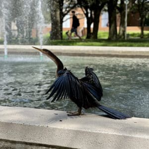 38 Must-See Water Birds in Texas (ID + Pics) - Pond Informer