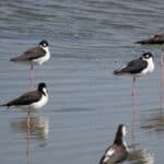 38 Must-See Water Birds in Texas (ID + Pics) - Pond Informer
