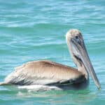38 Must-See Water Birds in Texas (ID + Pics) - Pond Informer