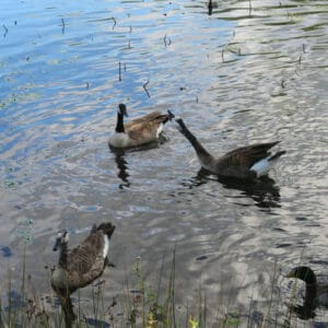 38 Must-See Water Birds in Texas (ID + Pics) - Pond Informer