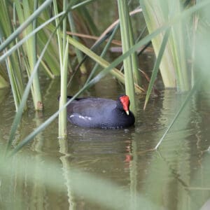 38 Must-See Water Birds in Texas (ID + Pics) - Pond Informer
