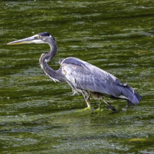 38 Must-See Water Birds in Texas (ID + Pics) - Pond Informer