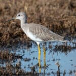 38 Must-See Water Birds in Texas (ID + Pics) - Pond Informer