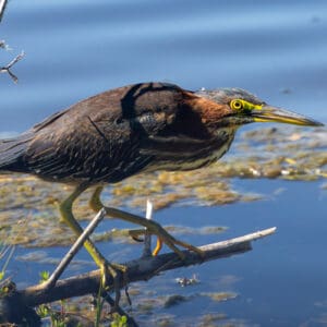 38 Must-See Water Birds in Texas (ID + Pics) - Pond Informer