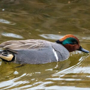 38 Must-See Water Birds in Texas (ID + Pics) - Pond Informer