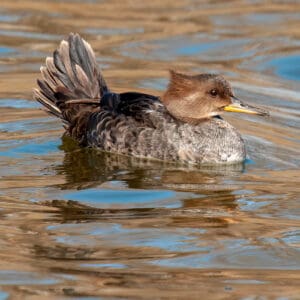 38 Must-See Water Birds in Texas (ID + Pics) - Pond Informer
