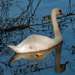 38 Must-See Water Birds in Texas (ID + Pics) - Pond Informer