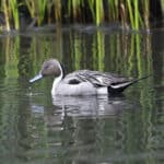 38 Must-See Water Birds in Texas (ID + Pics) - Pond Informer