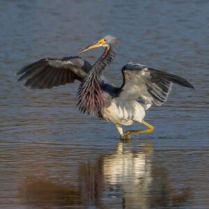 38 Must-See Water Birds in Texas (ID + Pics) - Pond Informer